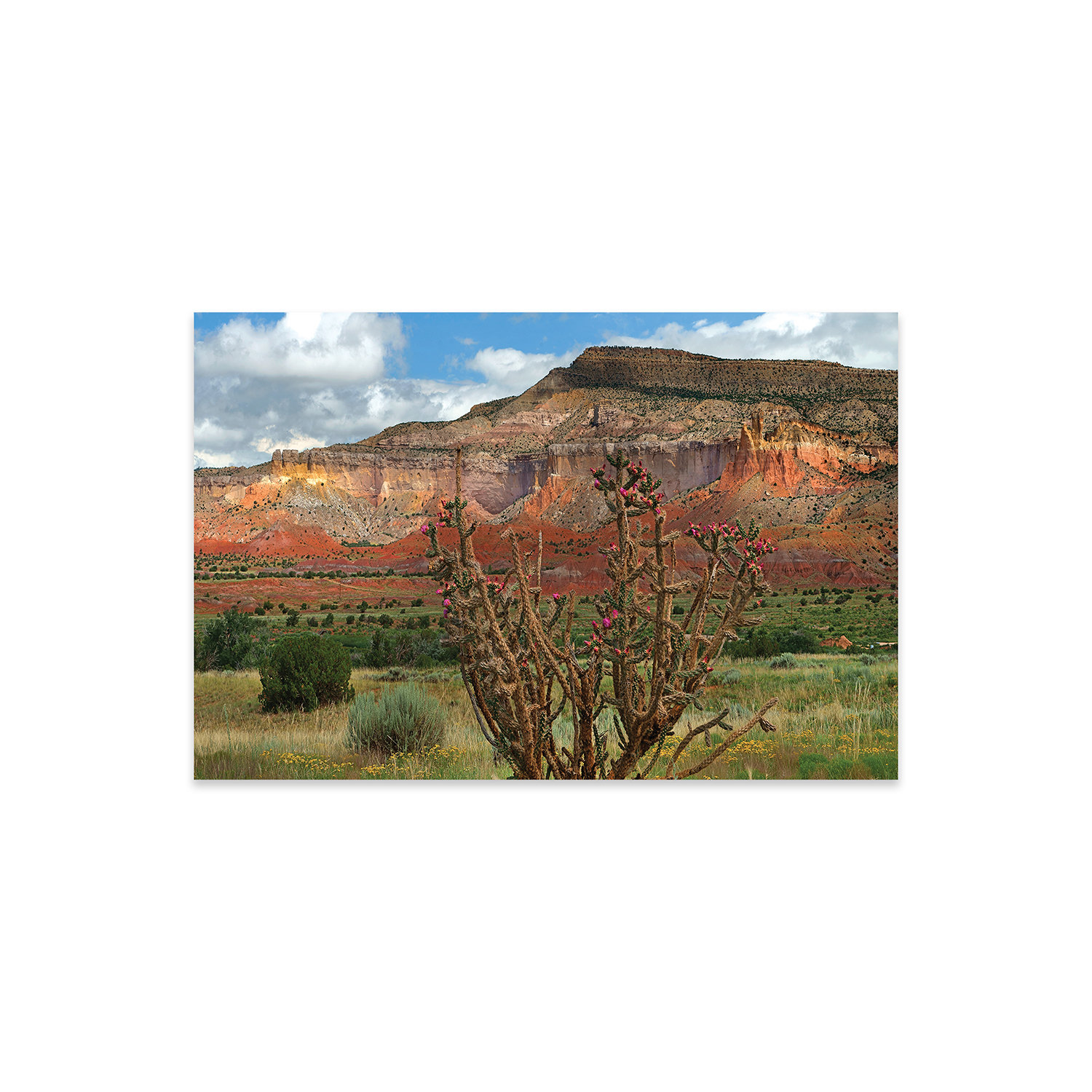 Millwood Pines Chola cactus at Kitchen Mesa, Ghost Ranch, New Mexico, USA Print On Acrylic Glass ...